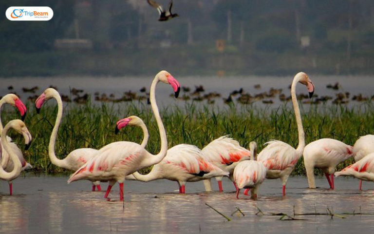 Best Bird Sanctuaries for Wildlife Enthusiasts in India - Tripbeam CA